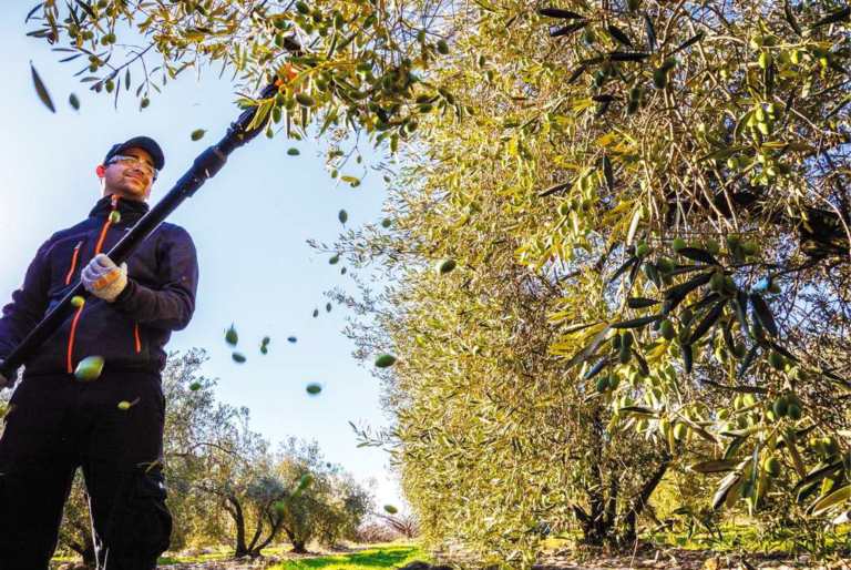 Come raccogli le olive? - Italnolo Blog Come raccogli le olive? - Italnolo Blog